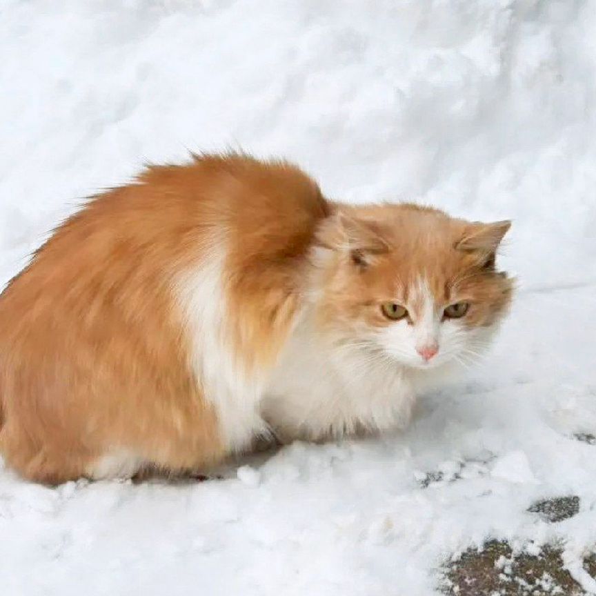 Выкинули домашнюю кошку