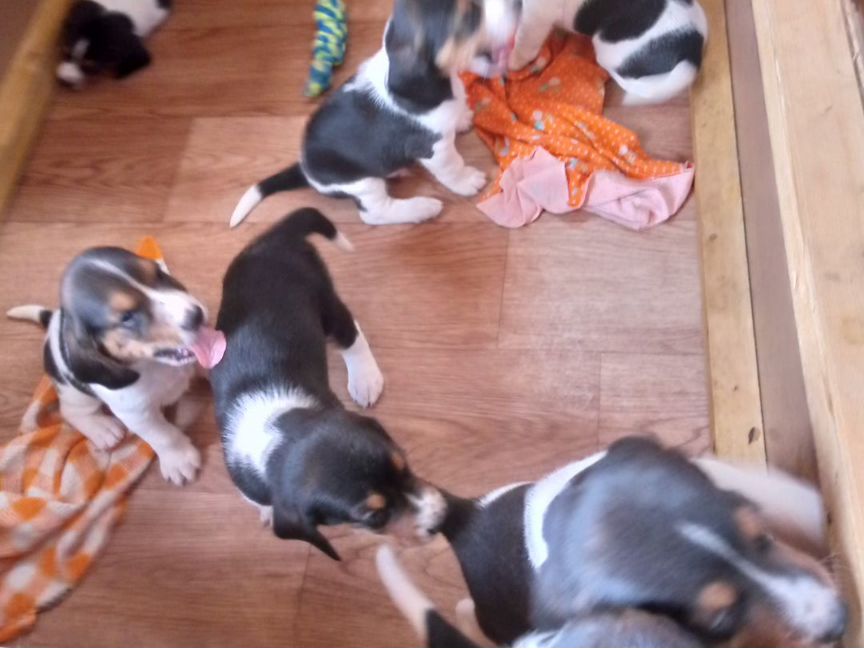 Эстонская гончая щенки