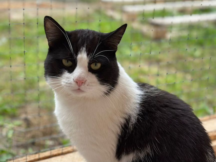 Кот в приюте, ищет дом