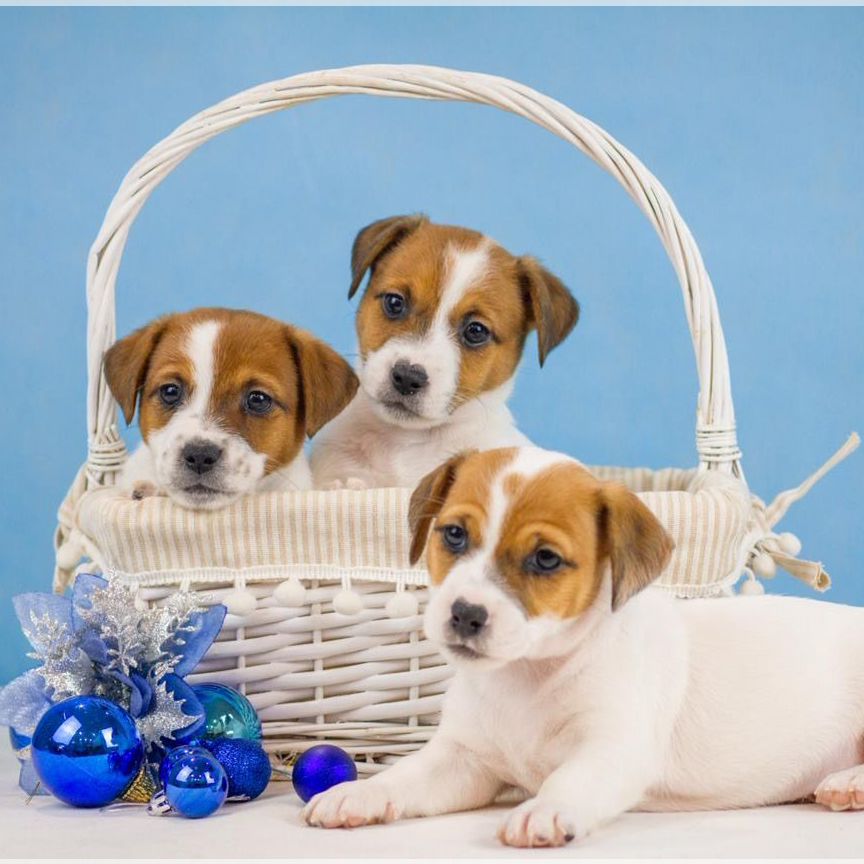 Джек-рассел-терьер, щенок