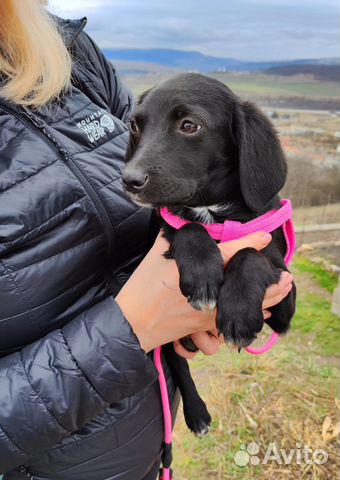 Щенок в добрые руки