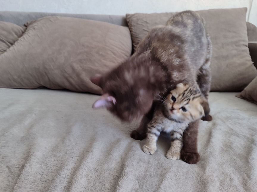 Шотланская вислоухая