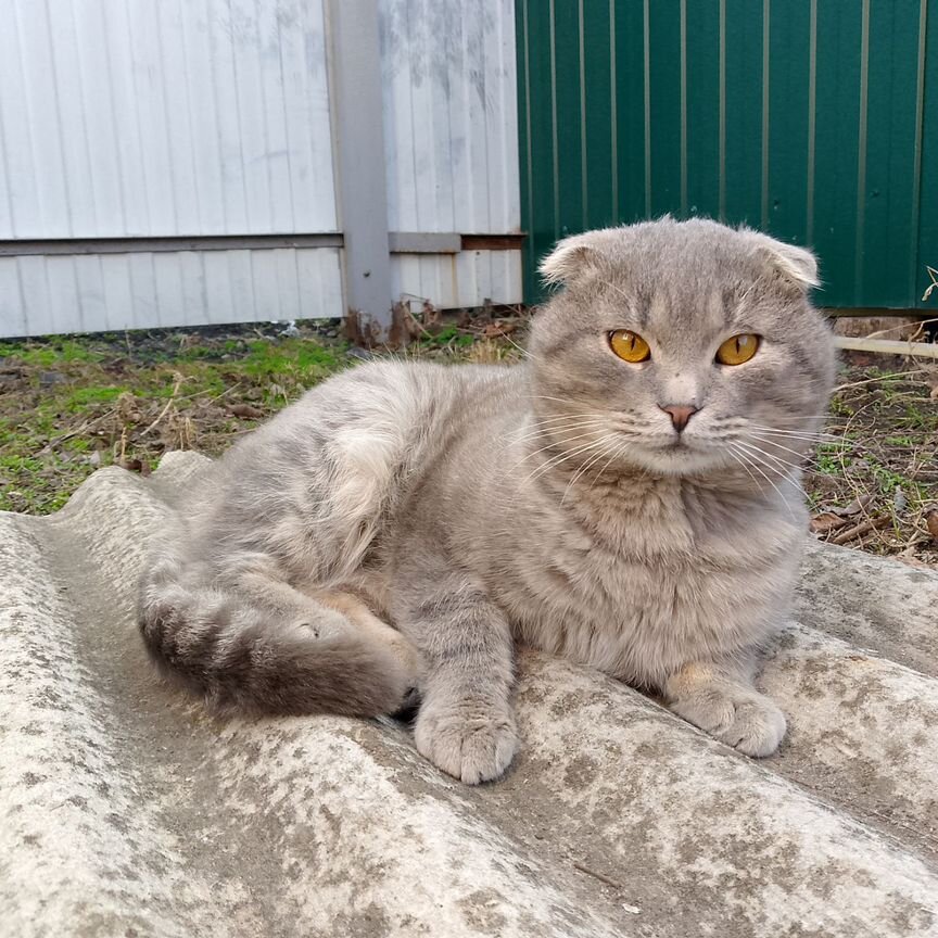 Котик ищет дом
