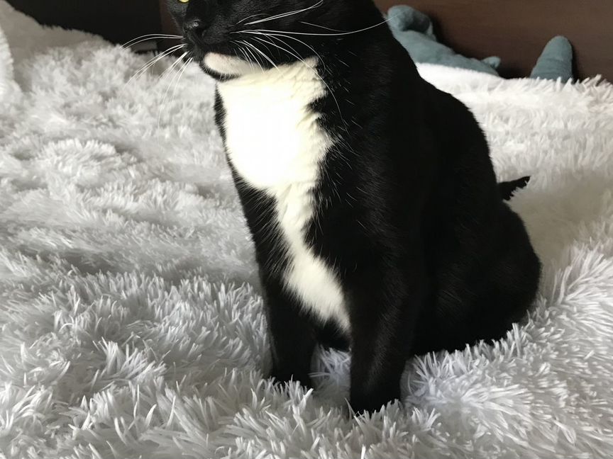 Кошка мышеловка красавица Яся