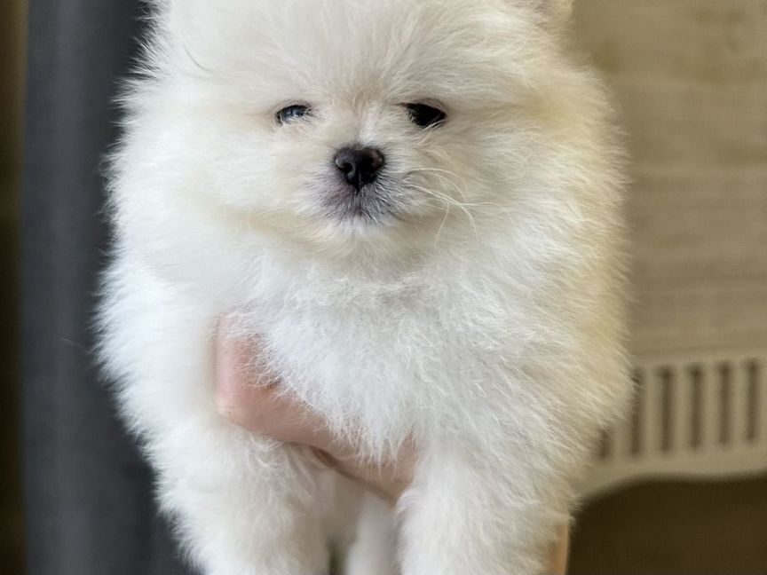 Померанский шпиц девочка мишка