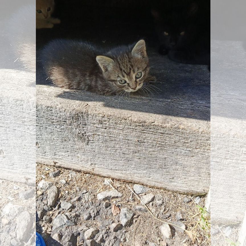 Котёнок в добрые руки