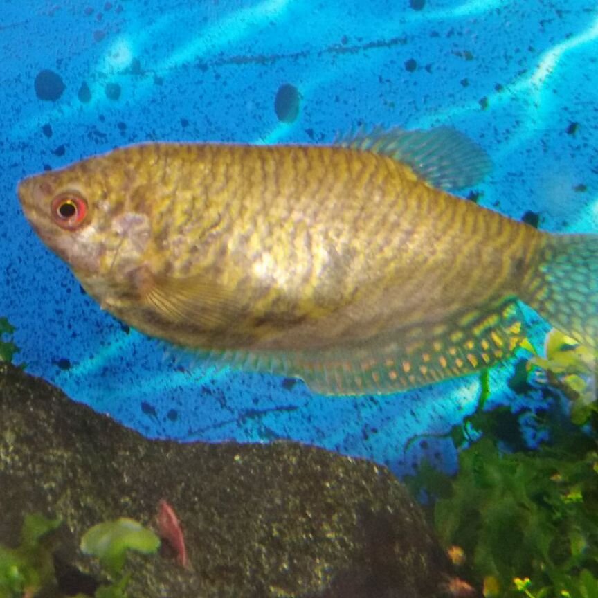 Аквариумные рыбки гурами