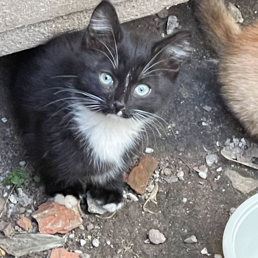 Котенок надеется обрести дом