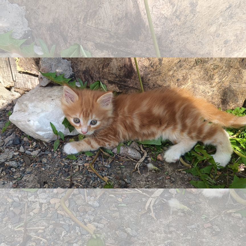 Котёнок в добрые руки