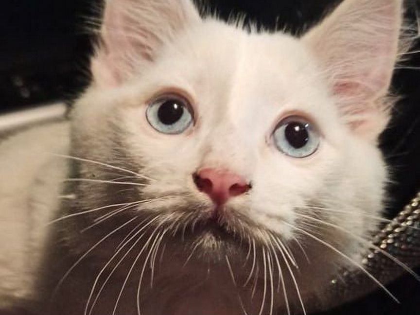 Турецкая ангора/турецкий ван