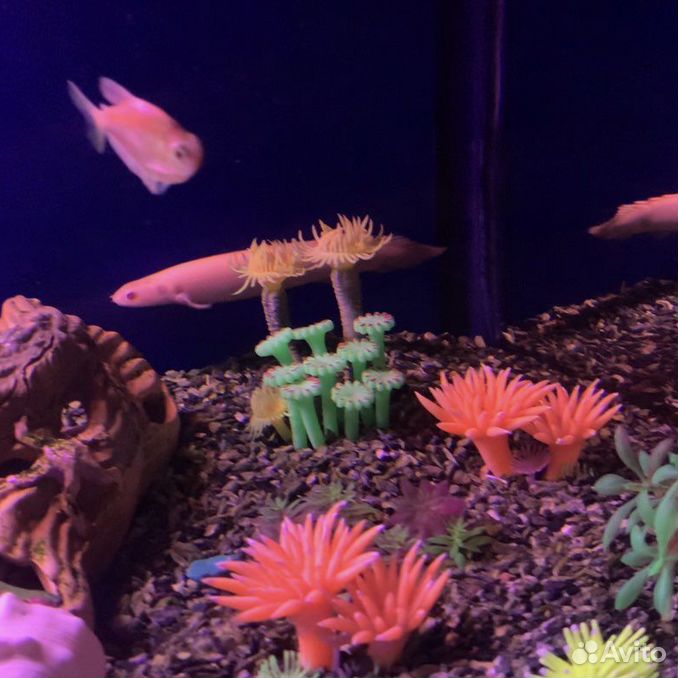 Полиптерус Синегальский