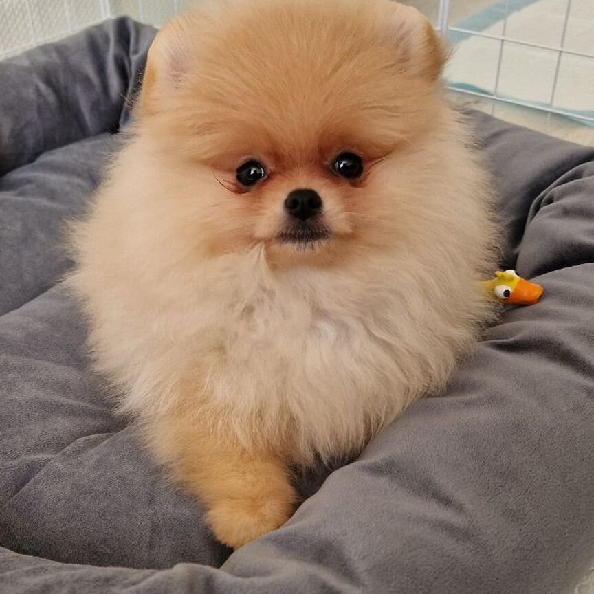 Немецкий шпиц, щенок