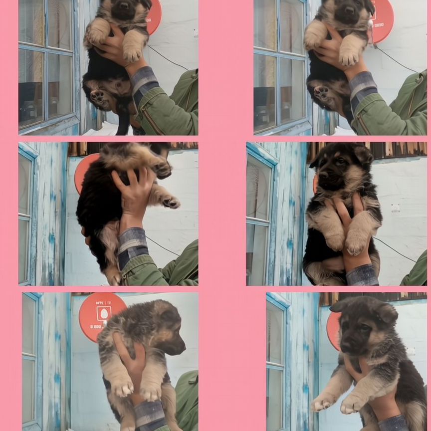 Немецкая овчарка, щенок