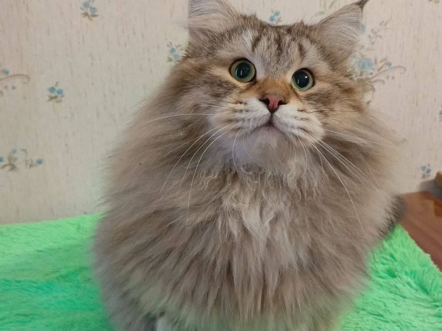 Сибирский кот