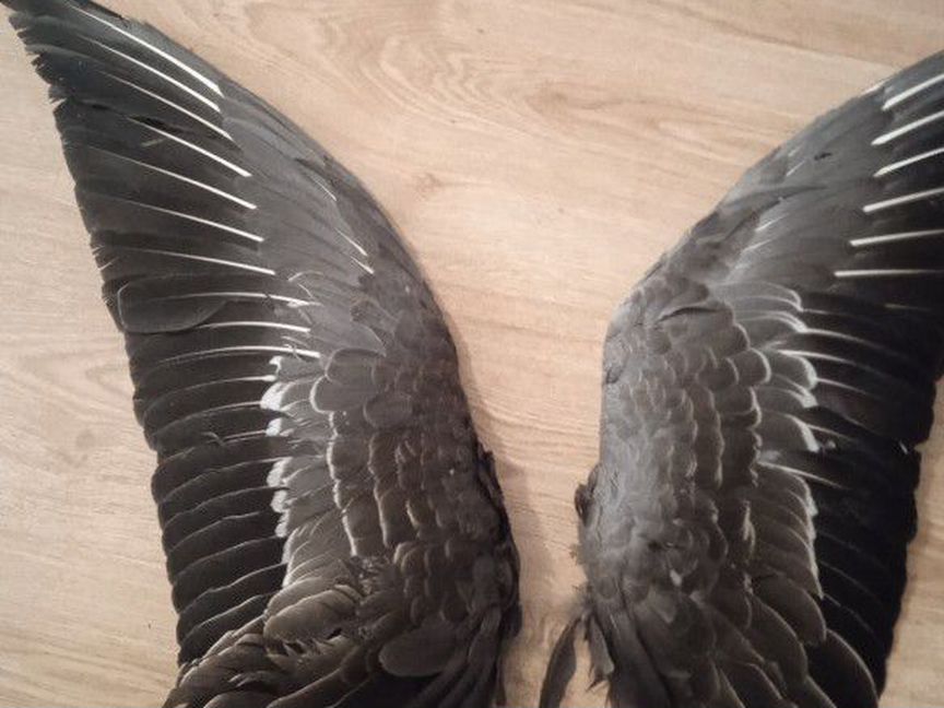 Крылья гуся