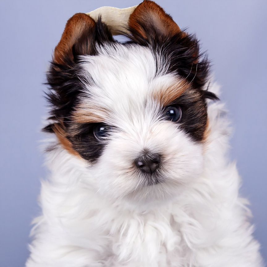 Щенки бивер йорка