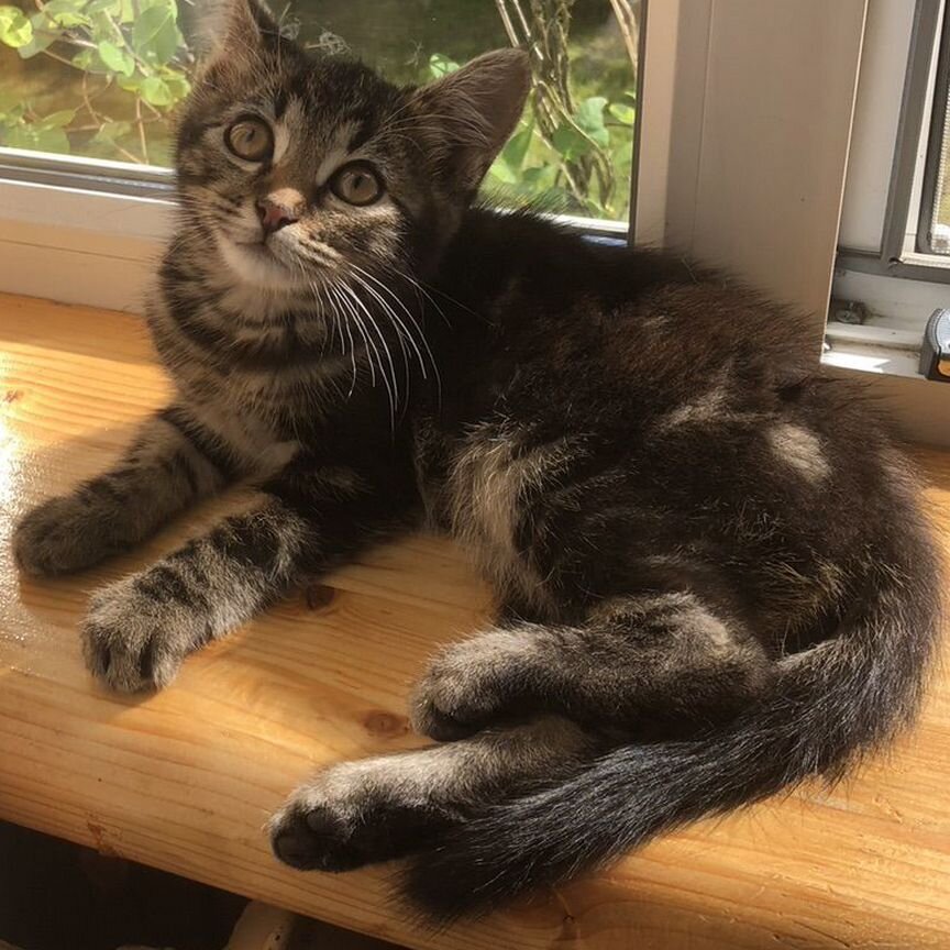 Котенок (мальчик 2 мес)