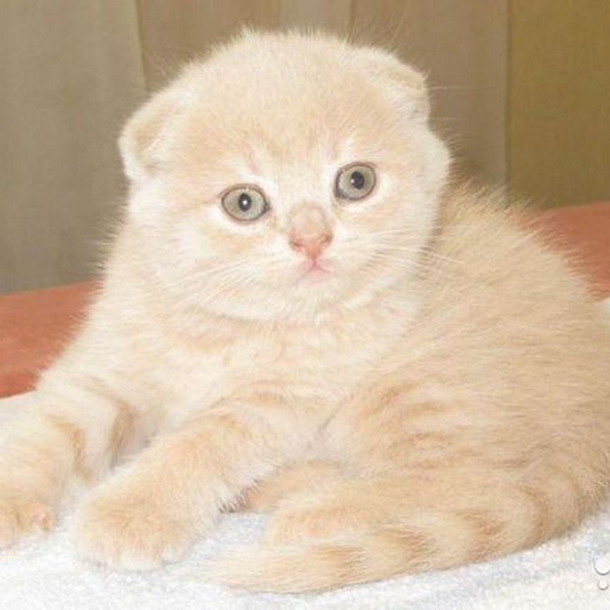 Шотландское чудо