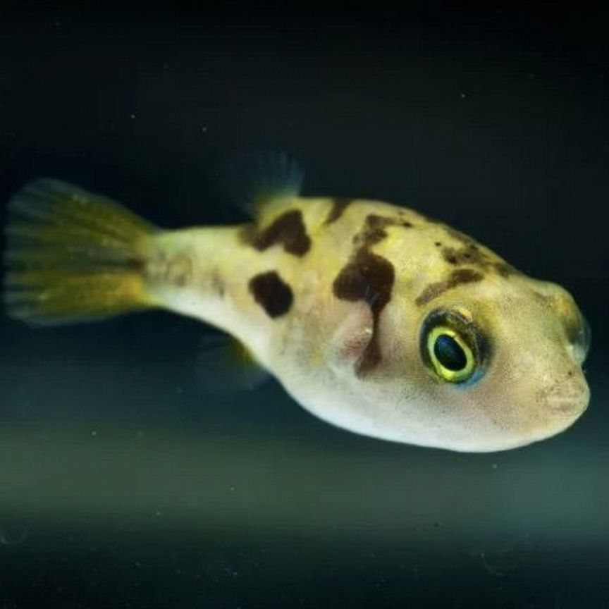 Тетрадон карликовый