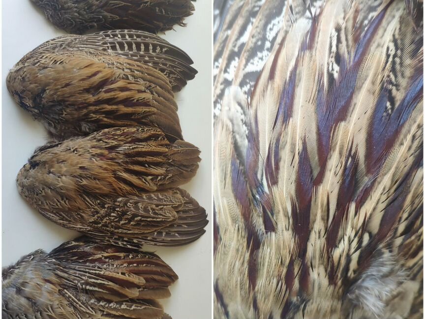 Перья фазана