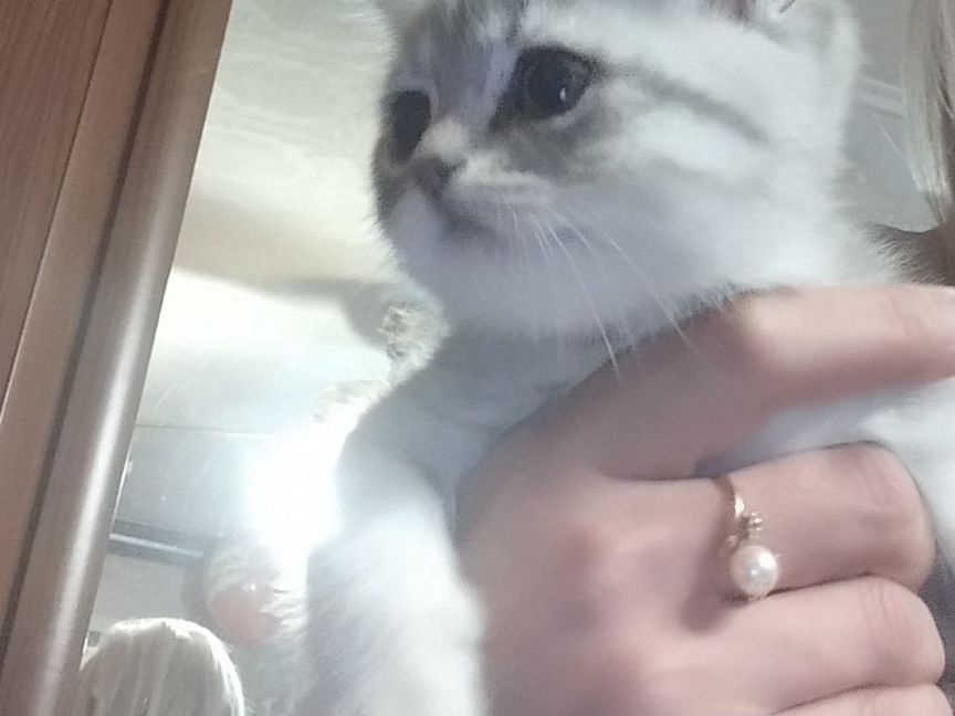 Продам шотландского котенка (мальчик)