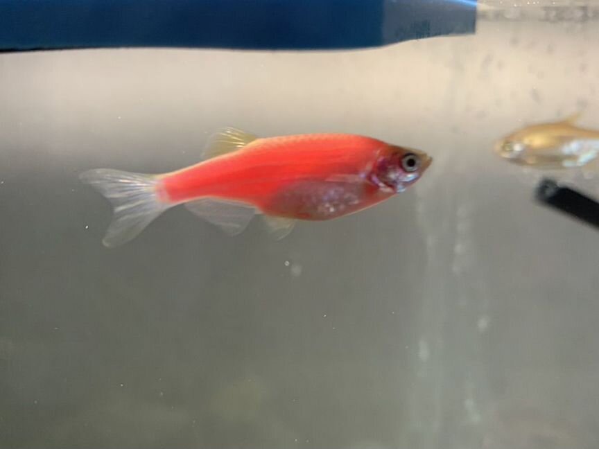 Рыбки данио