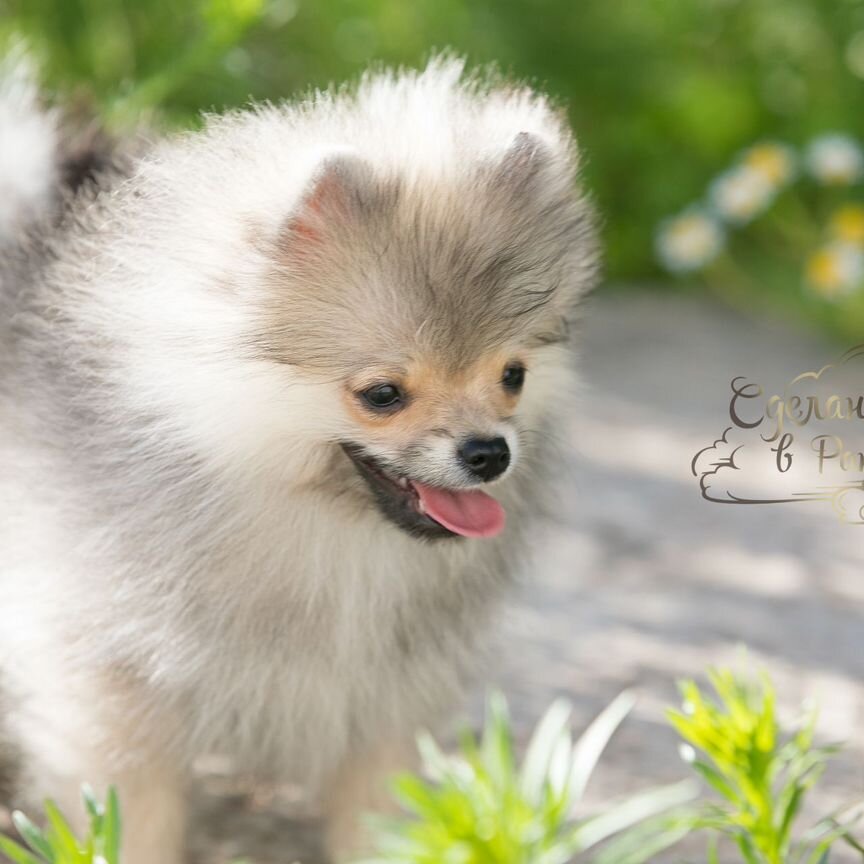 Померанский шпиц мини щенок