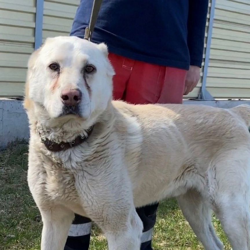 Алабай Бахор