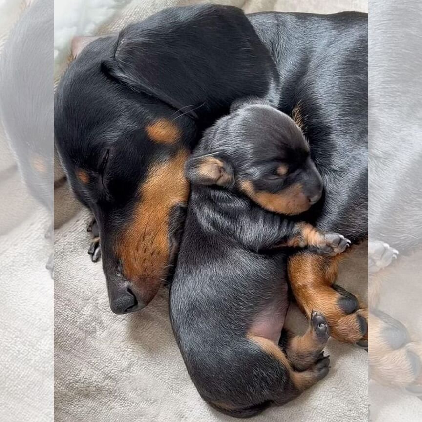 Карликовая такса, щенок