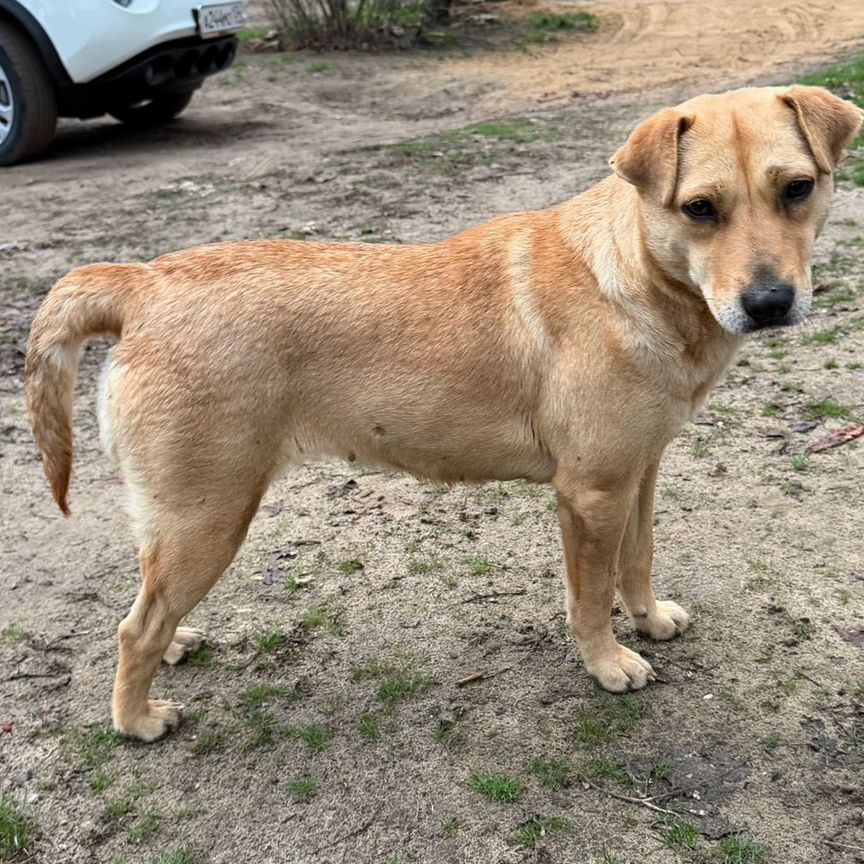 Взрослый пёс в добрые руки