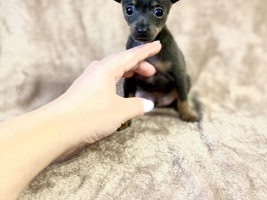 Голубо- подпалые малыши