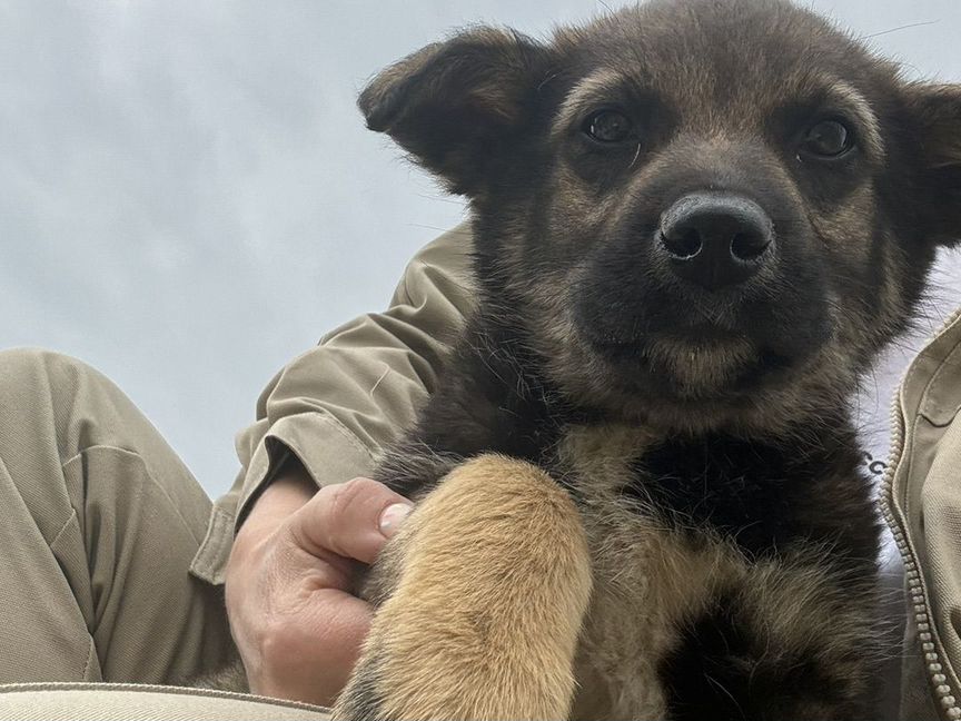 Щенок- овчаренок Капучинка в дар