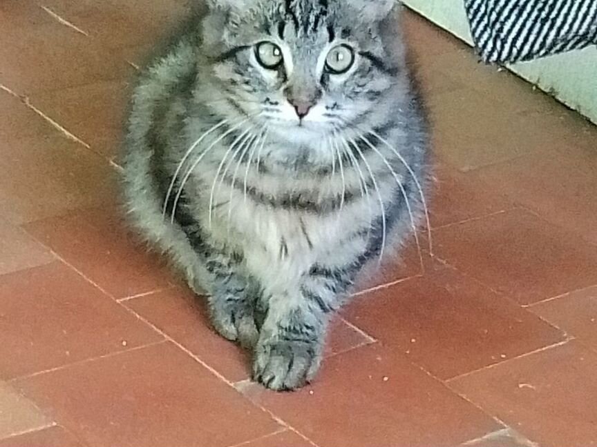 Косоглазый котенок ищет дом