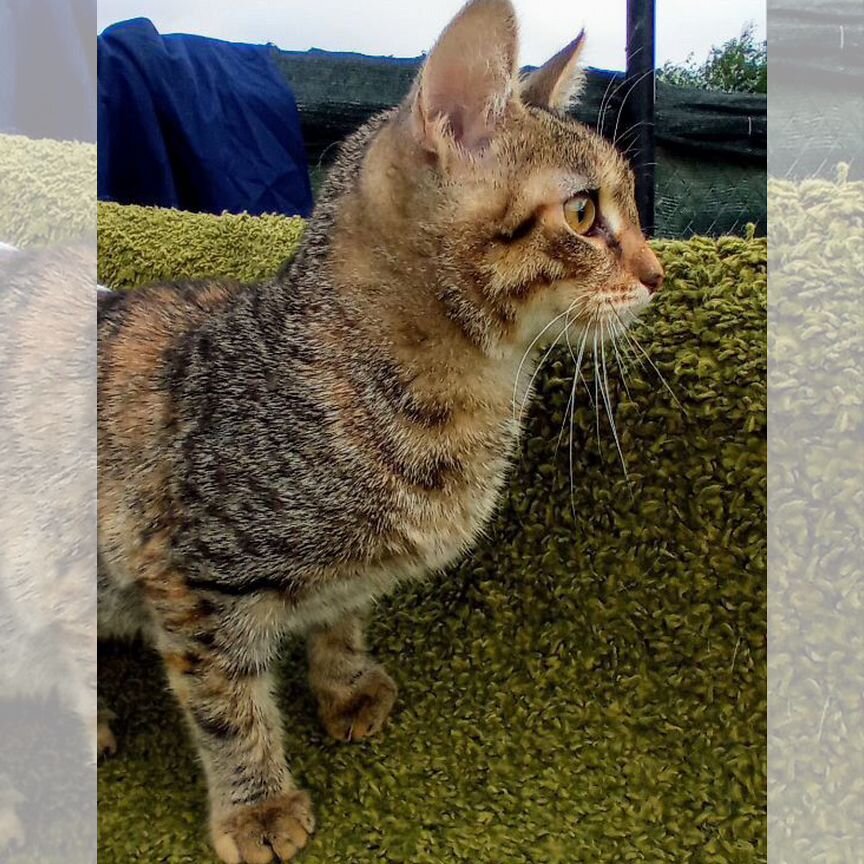 Котенка выбросили на улицу
