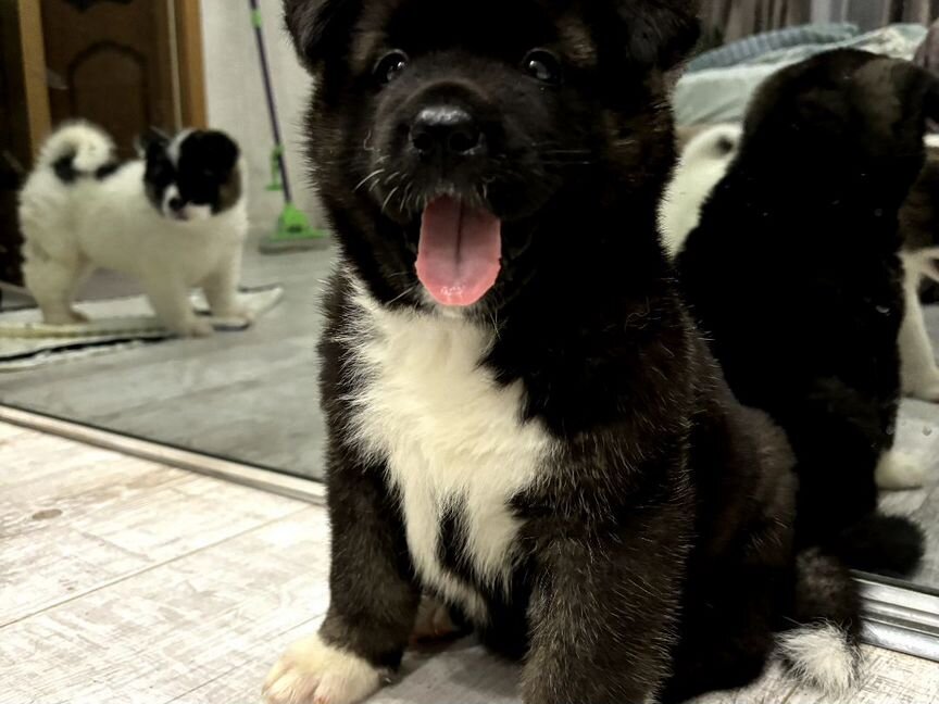 Американская акита