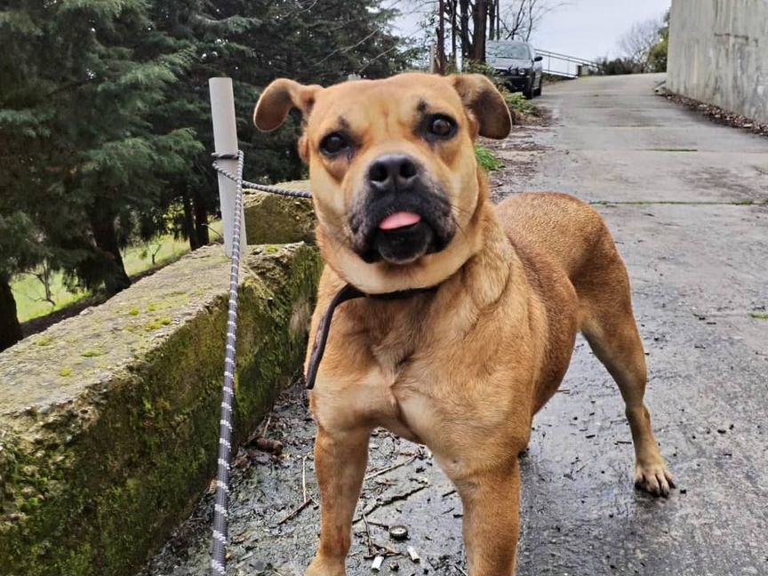 Метис амсаффа ищет дом