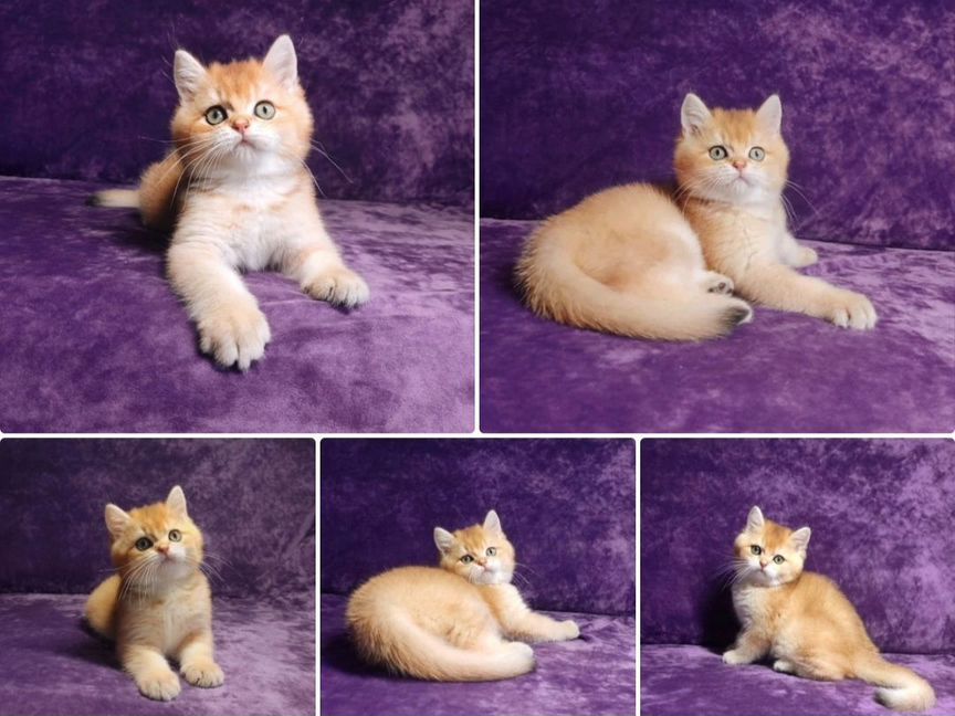 Британские золотые шиншиллы