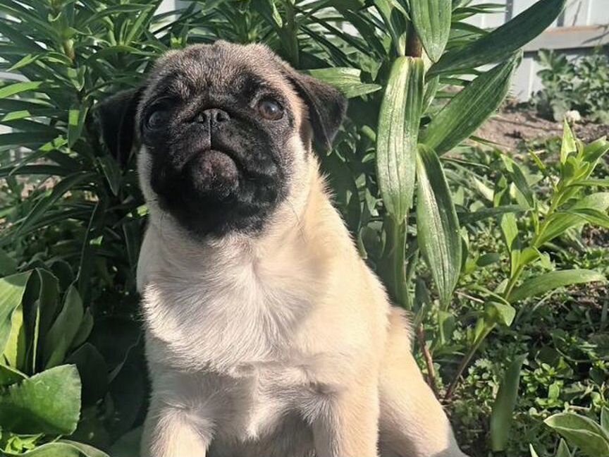 Щенки мопсята