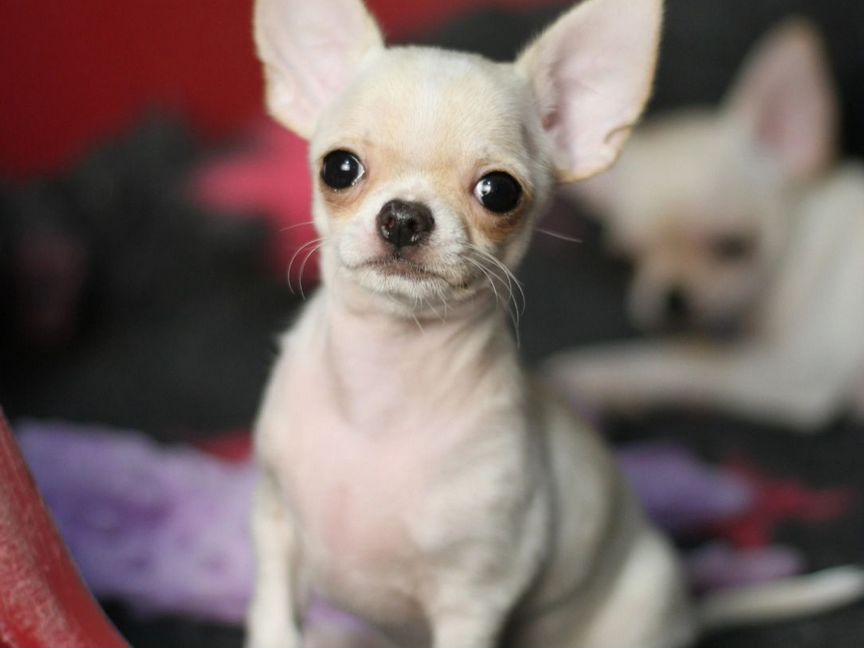 Братики Чихуахуа