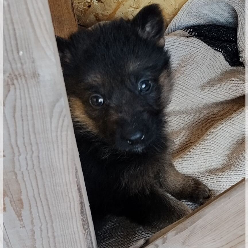 Немецкая овчарка, щенок