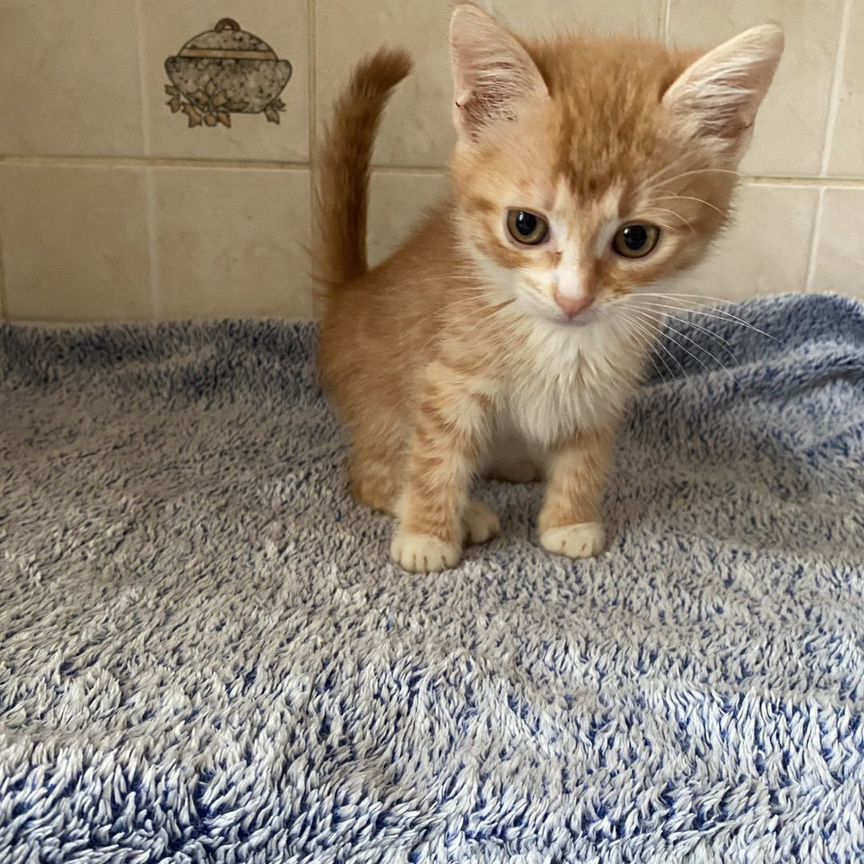Рыжий озорной котенок Кузя