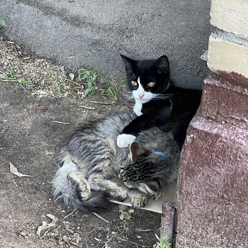 Кошки в добрые руки бесплатно