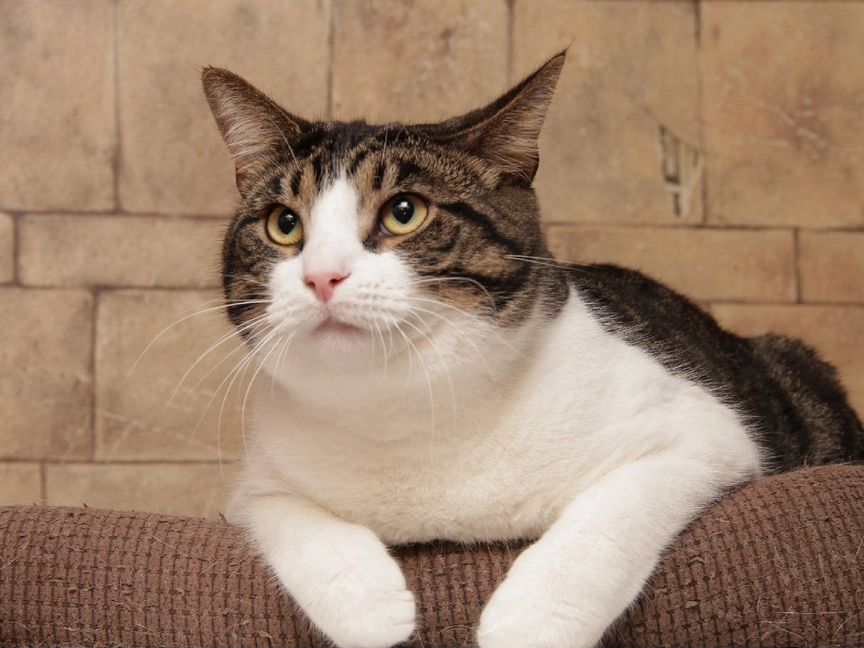 Виталик кот богатырь красавец в дар