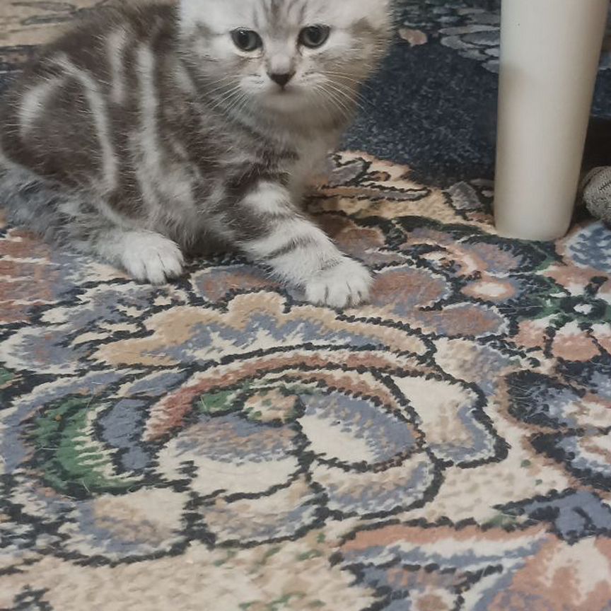 Шотландский чистокровный скоттиш-страйт(прямоухий