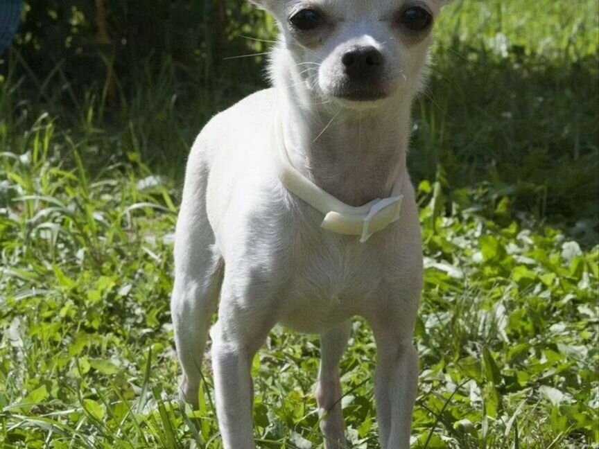 Чихуахуа (самец)