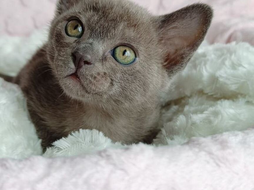Бурманские котята