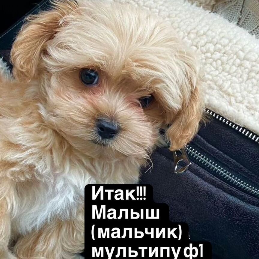 Щенки мальтипу f1 мини