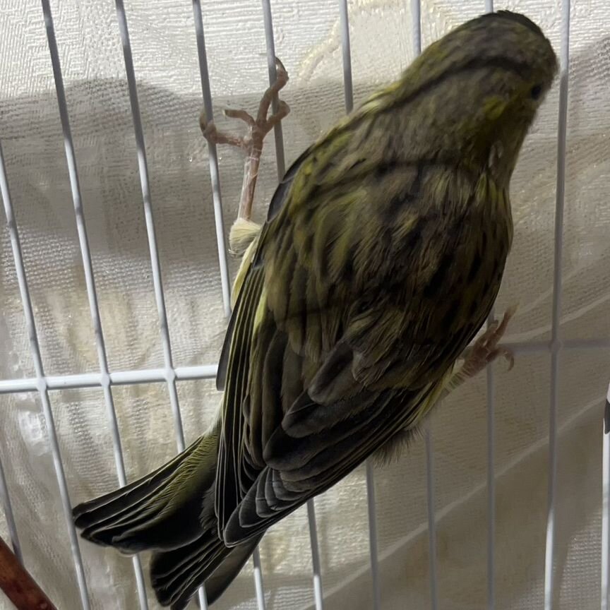 Канарейка самка