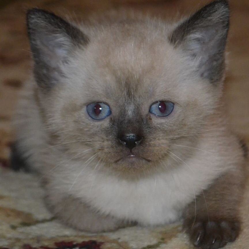 Сиамские котята