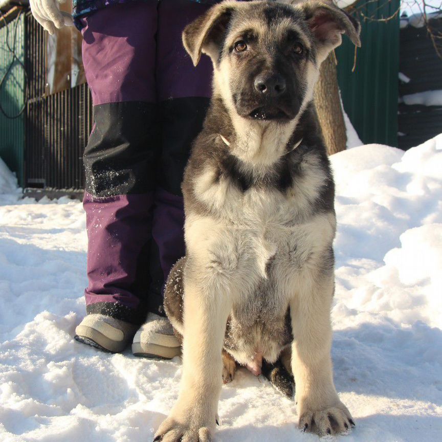 Восточноевропейская овчарка, щенок